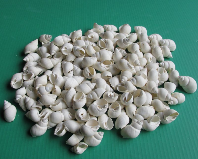 White Babylonia Zeylanica Hermit Crab Shells Wholesale