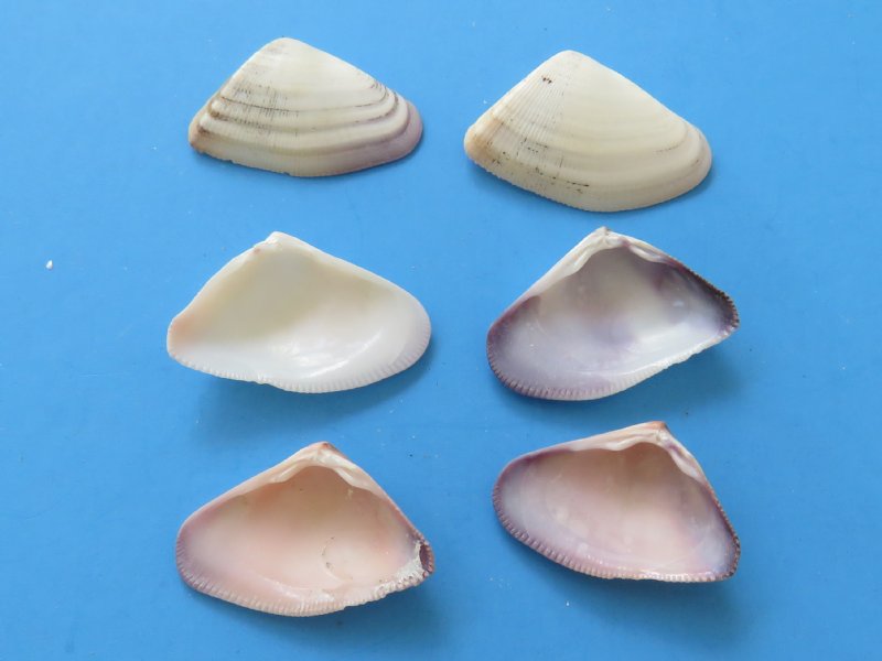 Wholesale donax clam shells