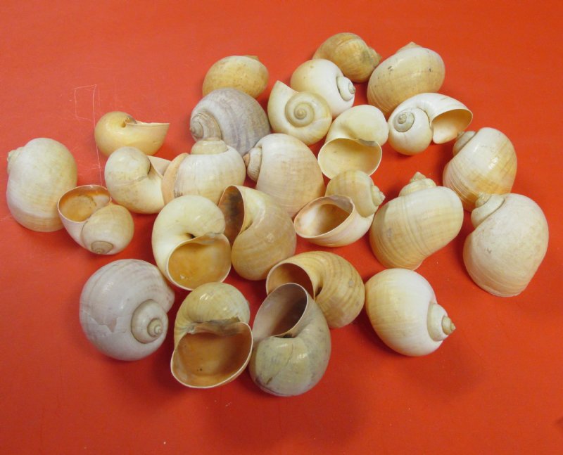 Wholesale Pila Globosa Shells for Crafts