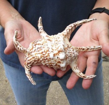 Chiragra Spider Conch shell