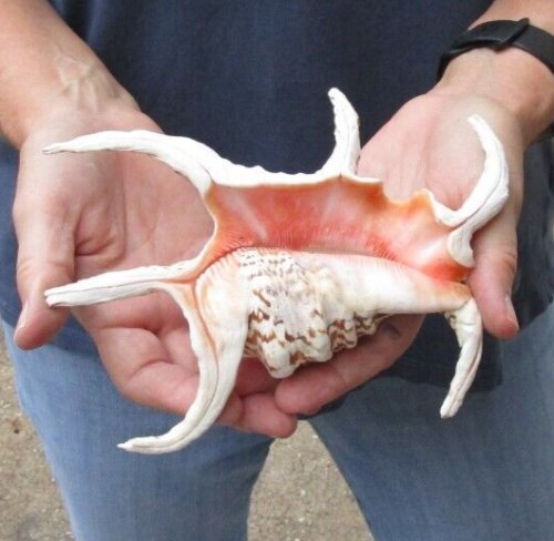 Chiragra Spider Conch shell