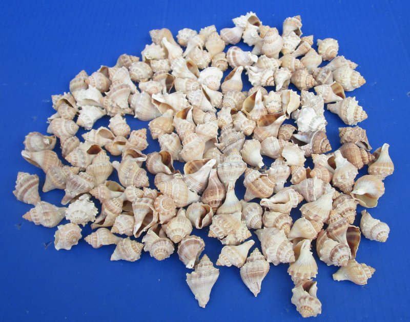 Wholesale Small Crown conch shells