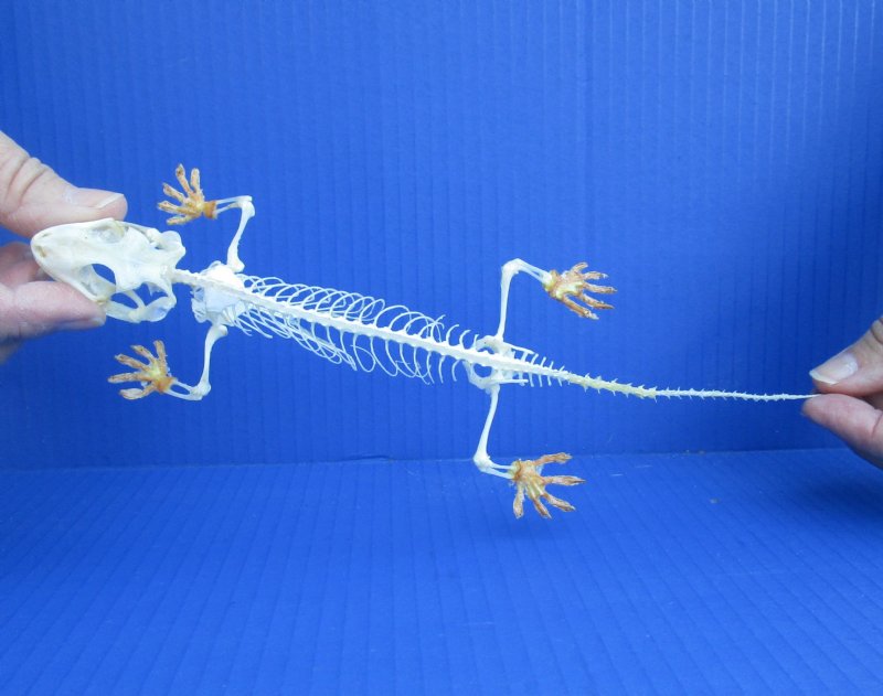 Gecko Skeleton (Gekko Gecko) from Indonesia
