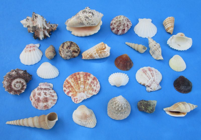 Wholesale Philippine shell mix in bulk 1 - 3