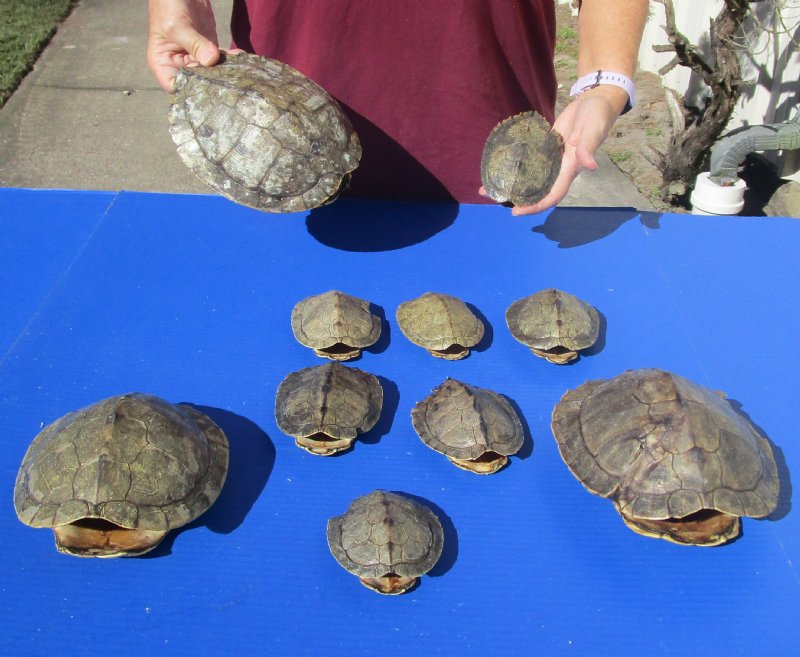 10 Piece Lot of #2 Grade Map turtle shells measuring from 4 to 8 inches ...