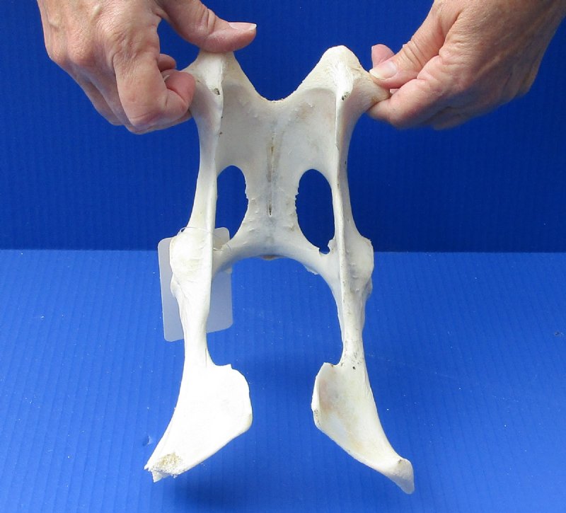 Does anybody know what animals bone this it? Found this in seattle ...