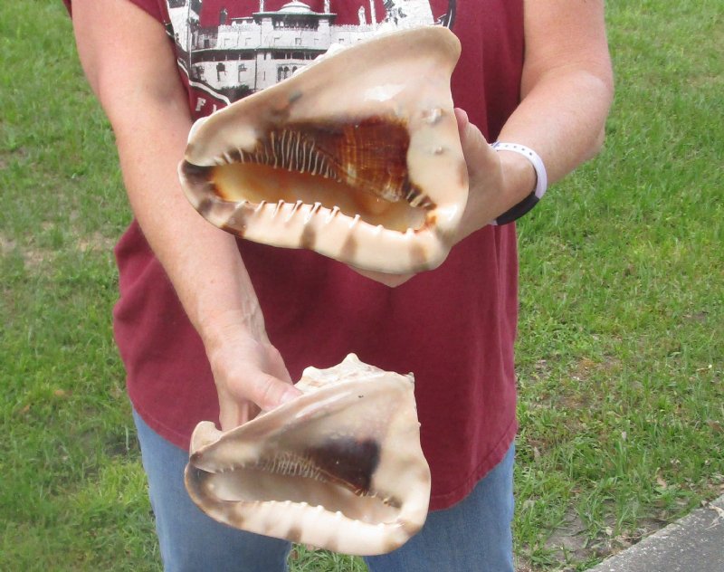 Two piece lot of King Helmet Shells