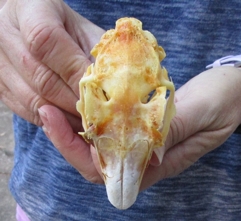 Jack Rabbit skull for sale
