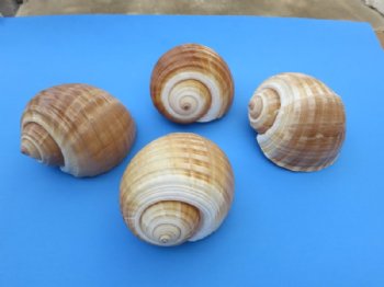 6 Inches Tonna Galea Shells - the giant tun shell
