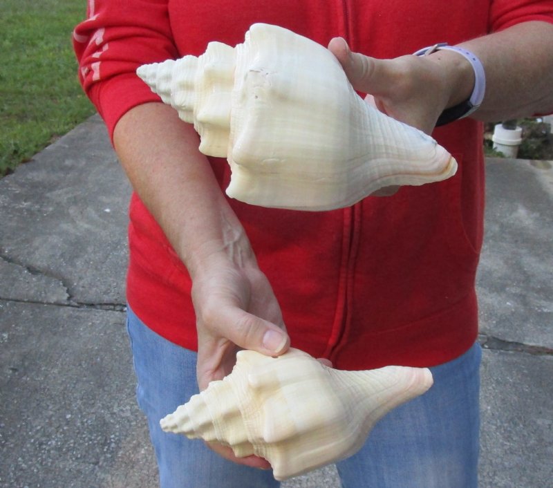 2 pc lot of Chank Shells