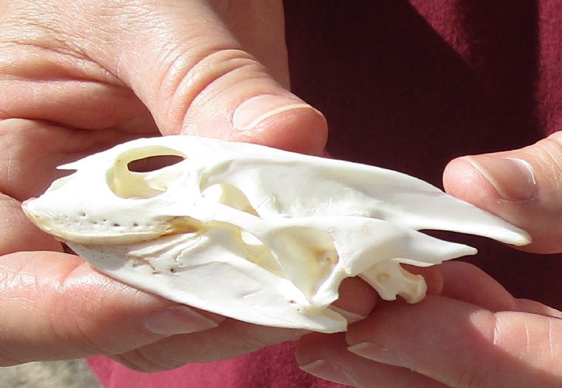 Soft Shell Turtle Skull