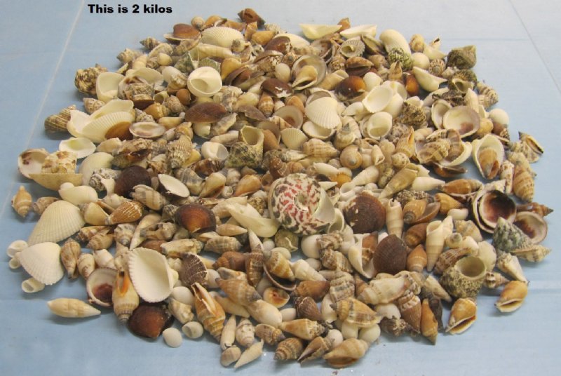 Wholesale Medium Philippine assorted seashells in bulk 1/2 to 2