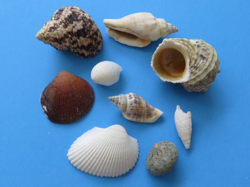 Wholesale Medium Philippine assorted seashells in bulk 1/2 to 2