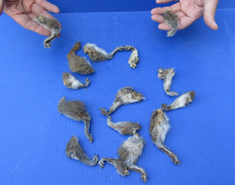 North American Squirrel Feet