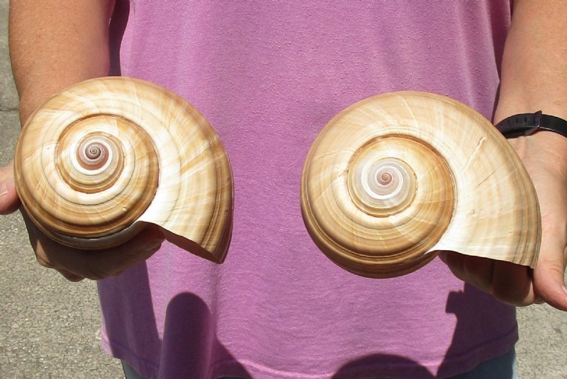 Two hand picked Tonna Olearium, tun seashells, tonna cepa
