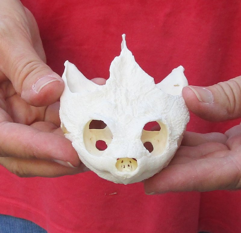 Common North American Snapping Turtle Skull