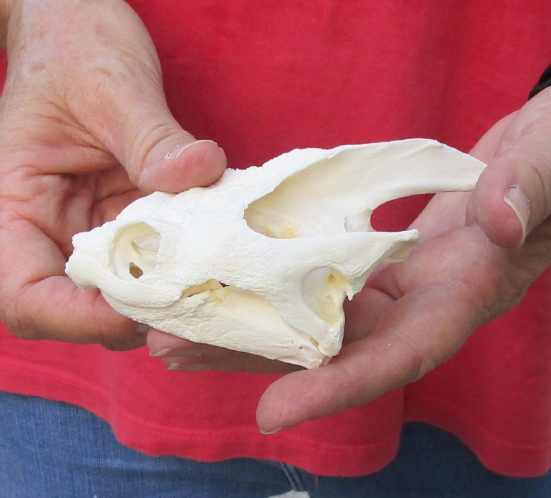 Common North American Snapping Turtle Skull