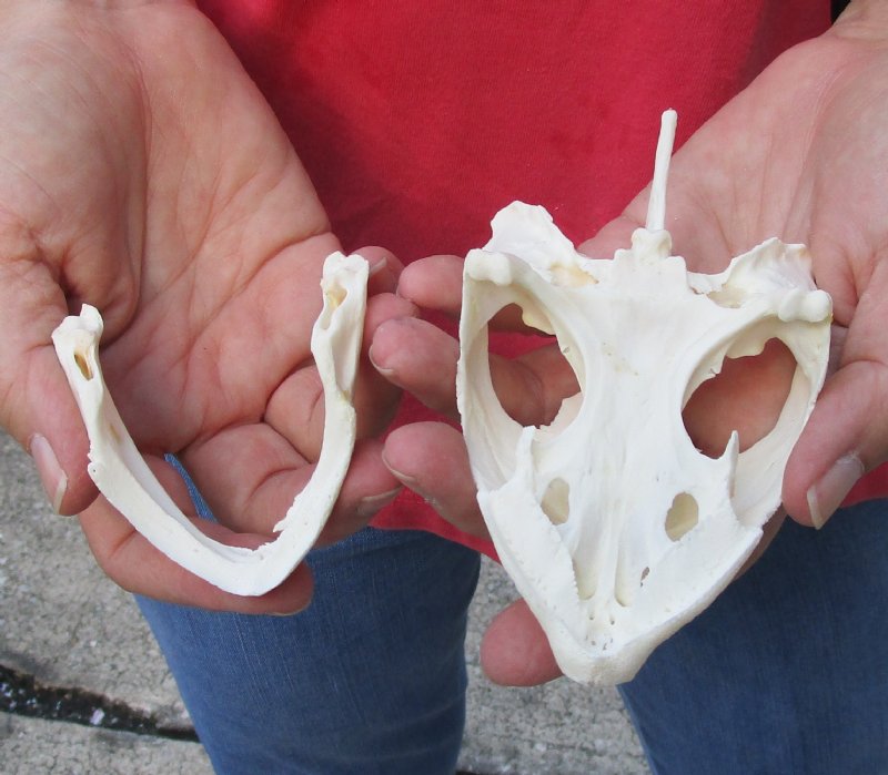 Common North American Snapping Turtle Skull