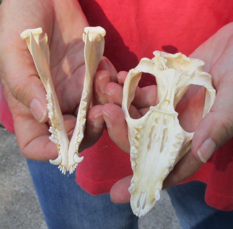Opossum Skull Anatomy