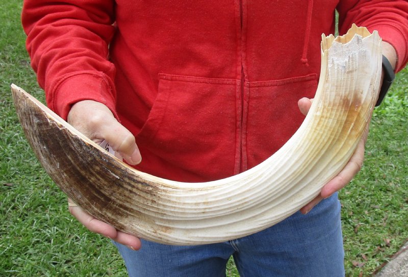 Hippo Tusk