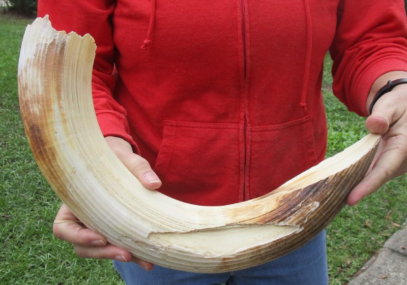 Hippo Tusk