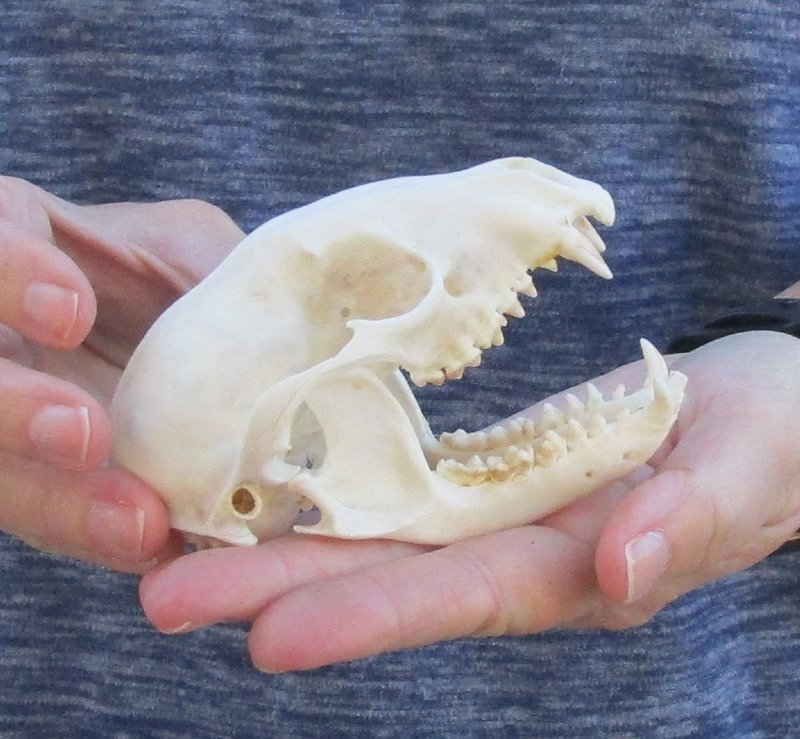 Raccoon Skull