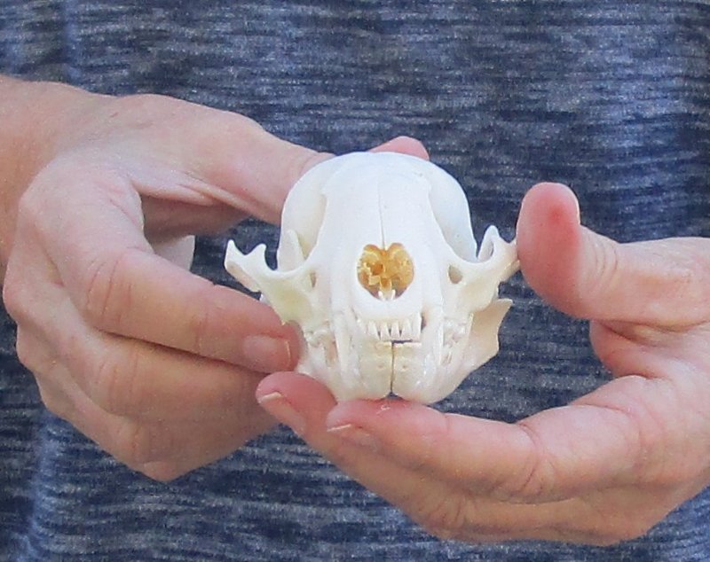 Raccoon Skull