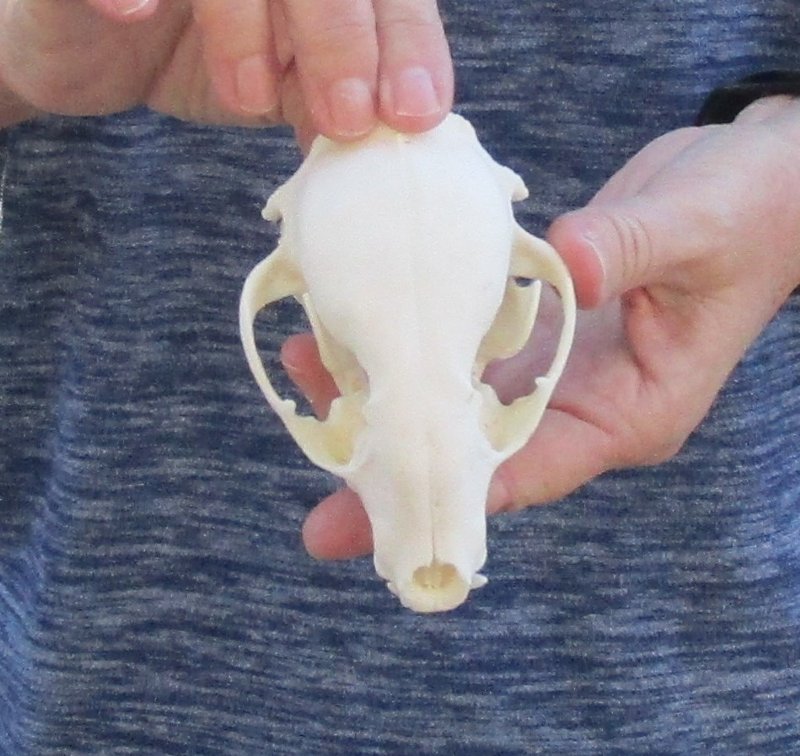 Raccoon Skull