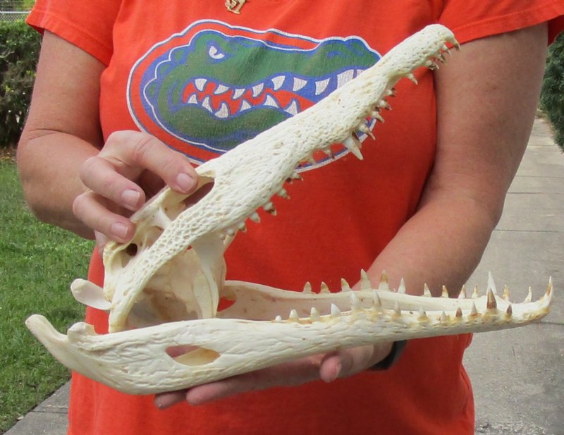 Nile crocodile skull from Africa