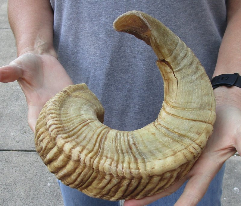 Sheep Horn 26 inches