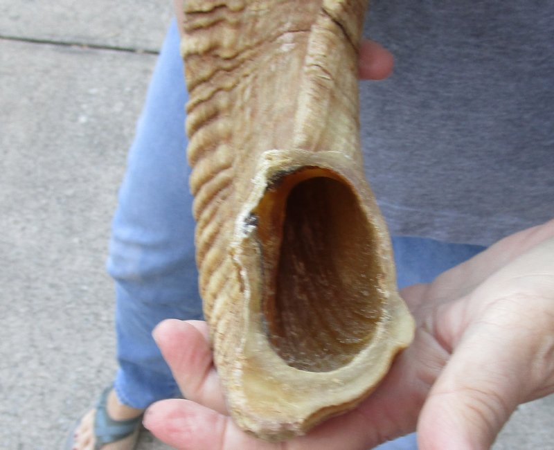 Sheep Horn 26 inches