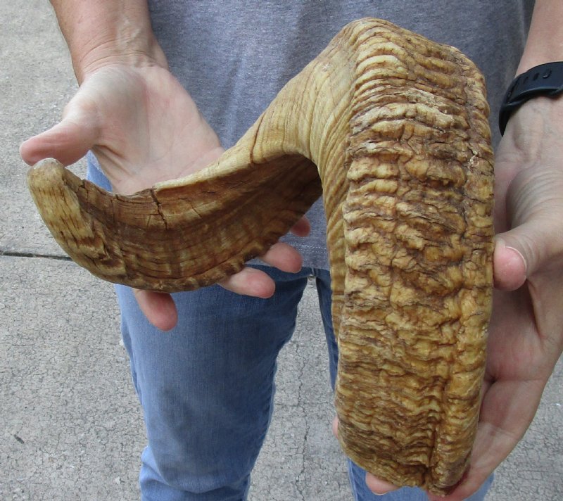 Sheep Horn 26 inches