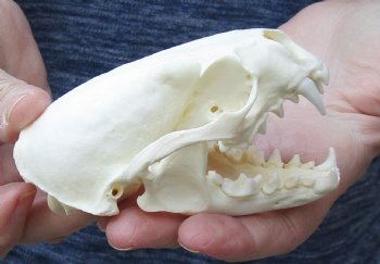 North American River Otter Skull