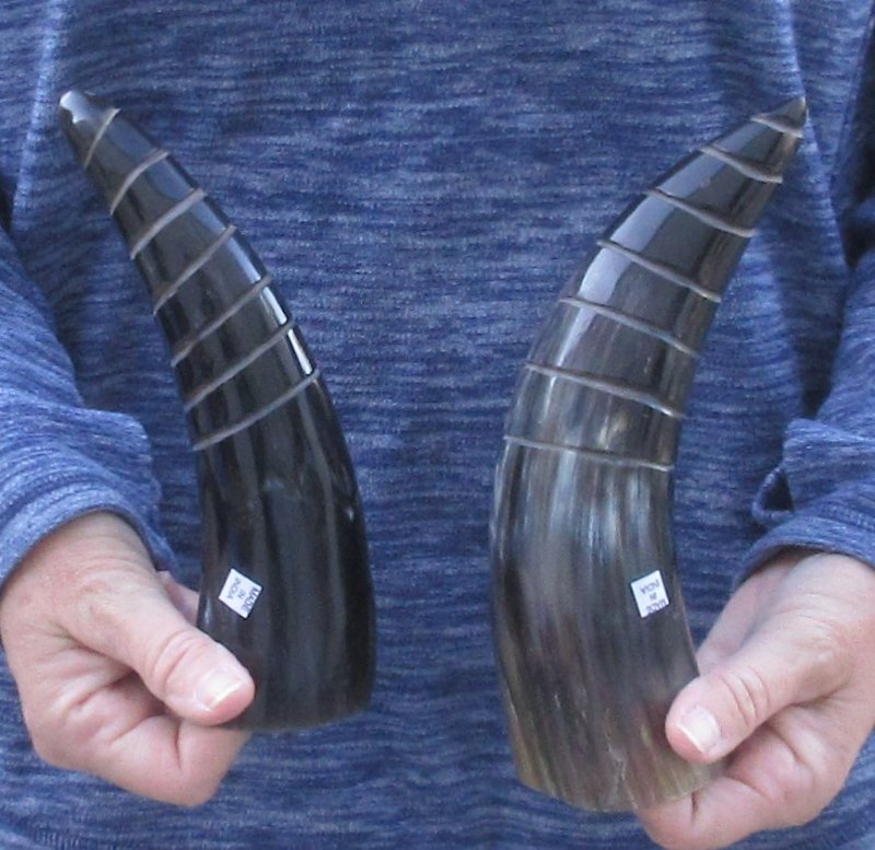 2 Polished Spiral Carved Cattle/Cow Horns