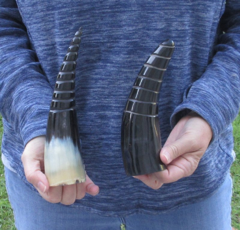 2 Polished Spiral Carved Cattle/Cow Horns