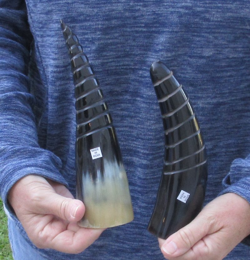 2 Polished Spiral Carved Cattle/Cow Horns