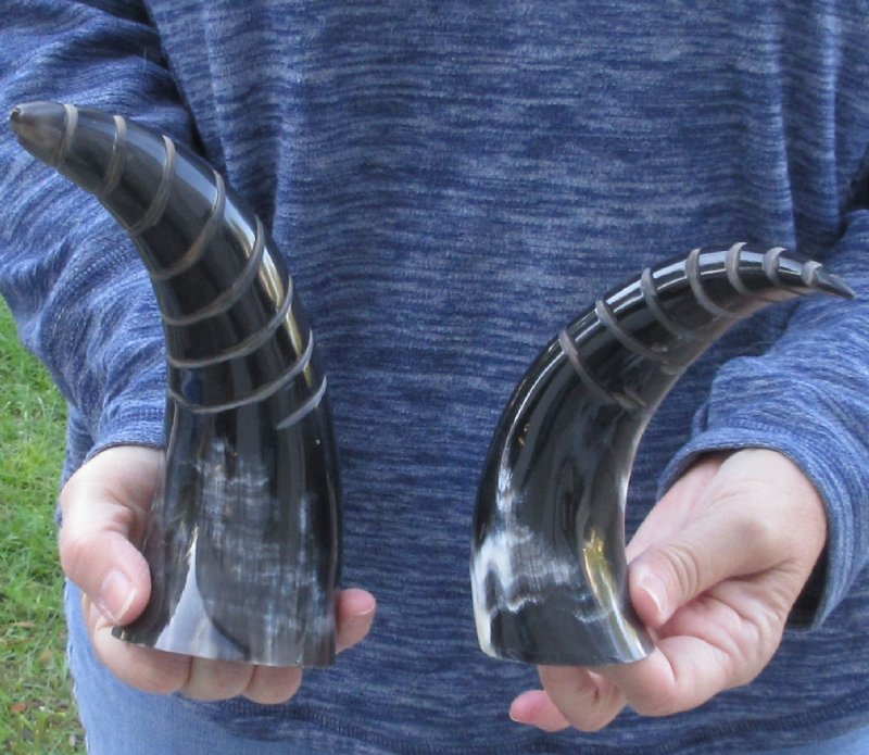 2 Polished Spiral Carved Cattle/Cow Horns