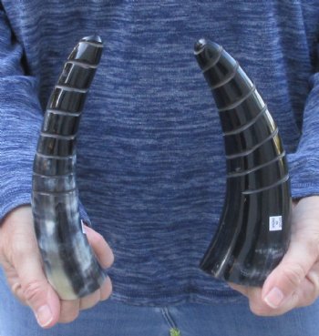 2 Polished Spiral Carved Cattle/Cow Horns