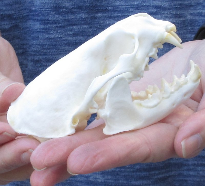 Lontra Canadensis Skull