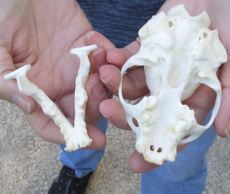 North American River Otter Skull