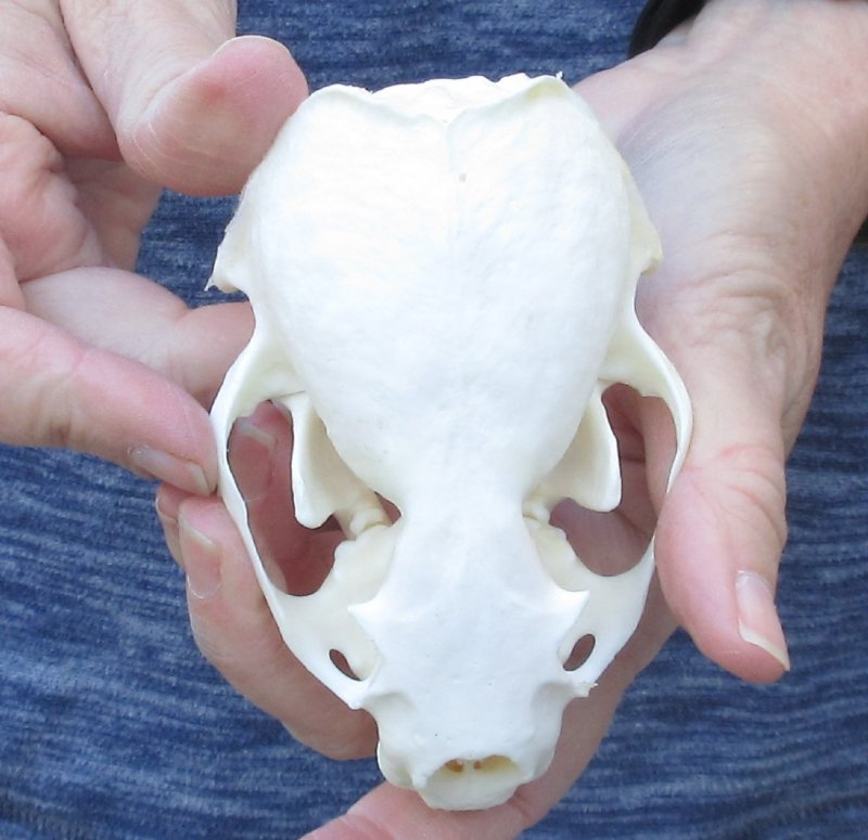 North American River Otter Skull