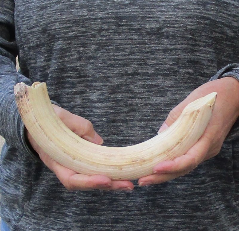 Meaning Of Curved Tusks at Vanessa Najera blog