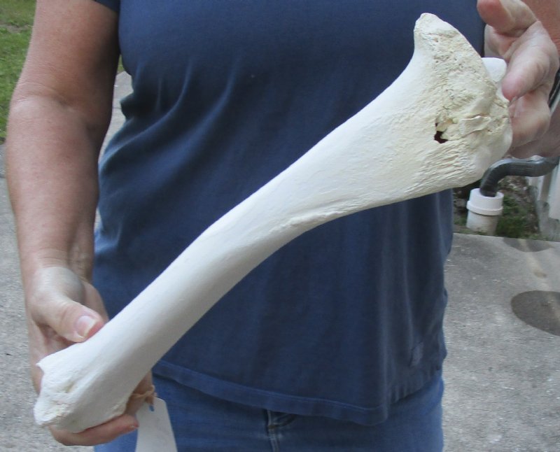 13 inch Water Buffalo tibia leg bone