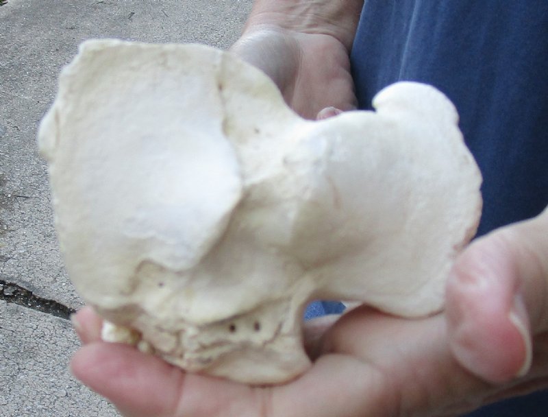 13 inch Water Buffalo tibia leg bone