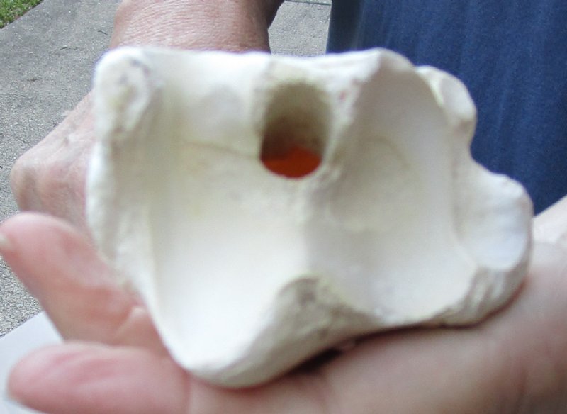 13 inch Water Buffalo tibia leg bone