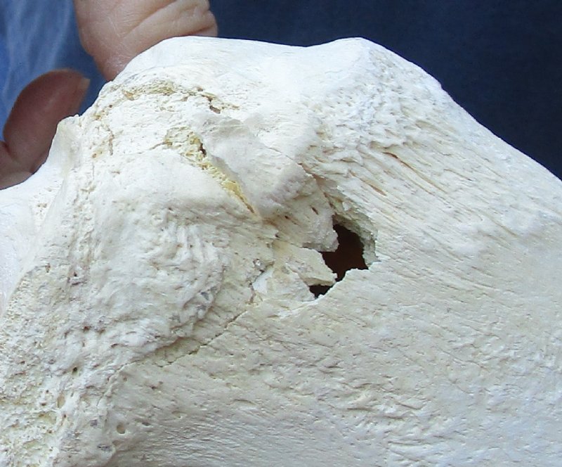 13 inch Water Buffalo tibia leg bone