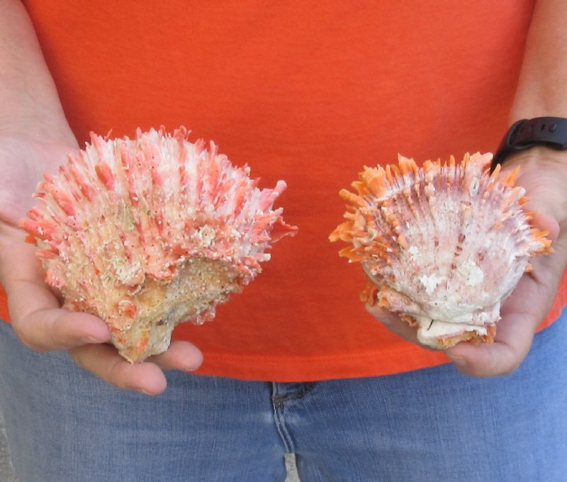 Spiny Oyster pairs (Spondylus princeps)