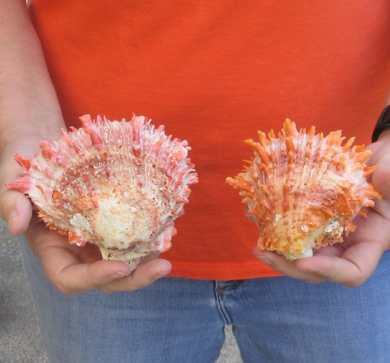 Spiny Oyster pairs (Spondylus princeps)