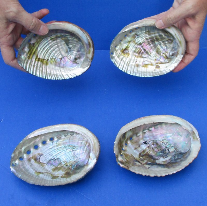Natural Green Abalone shells