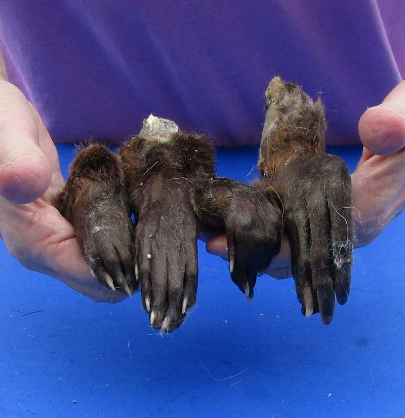 beaver feet, cured